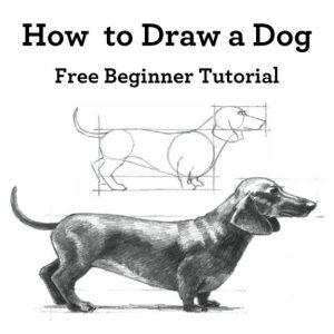 30 Ways to Draw Dogs - DIY Projects for Teens